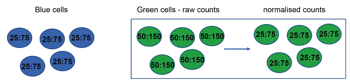 Single Cell RNAseq Analysis
