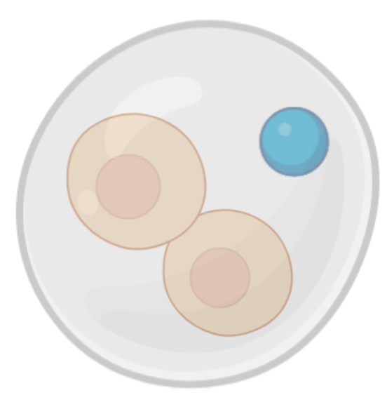 Single Cell RNAseq Analysis