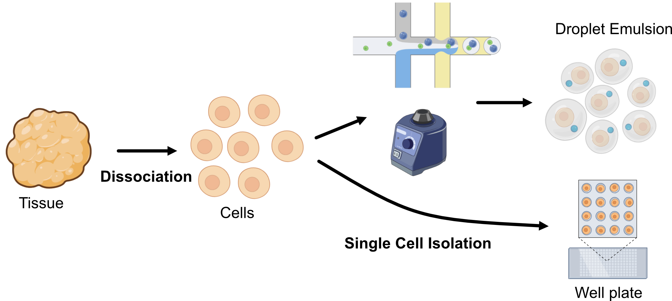 Single Cell Transcriptomics